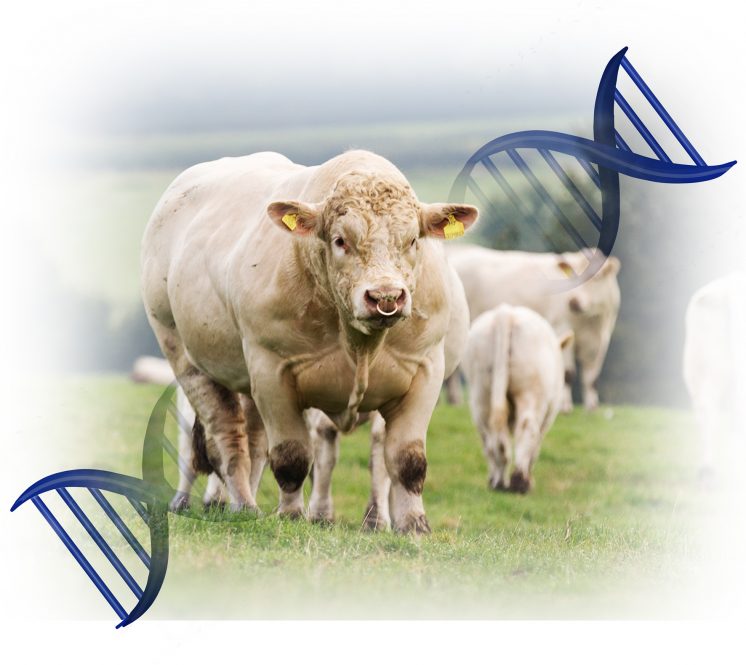 Myostatin Information – The British Charolais Cattle Society