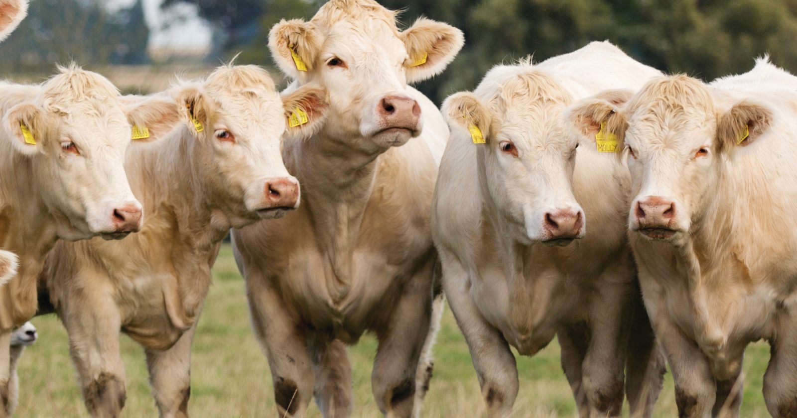 Herdbook – The British Charolais Cattle Society