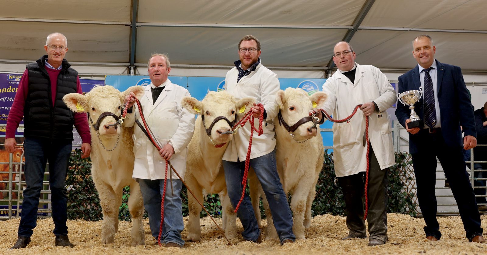 Future Star Calf Show 10th November 2023 – The British Charolais Cattle ...