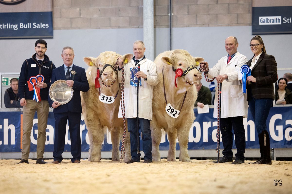 The British Charolais Cattle Society : Supporting Europe’s No. 1 Beef Breed