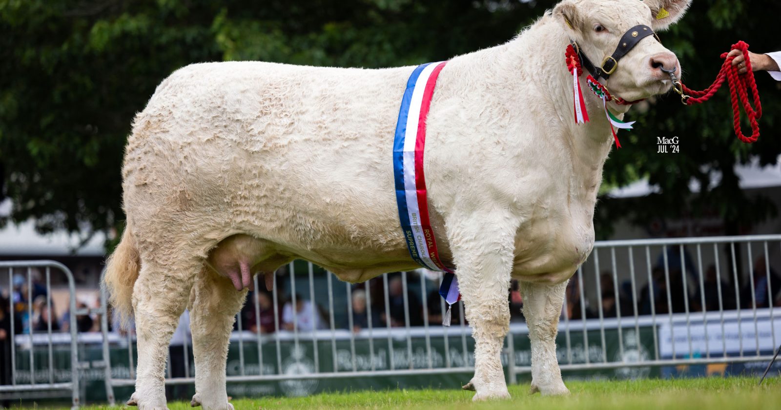 Royal Welsh Show 2024 – The British Charolais Cattle Society
